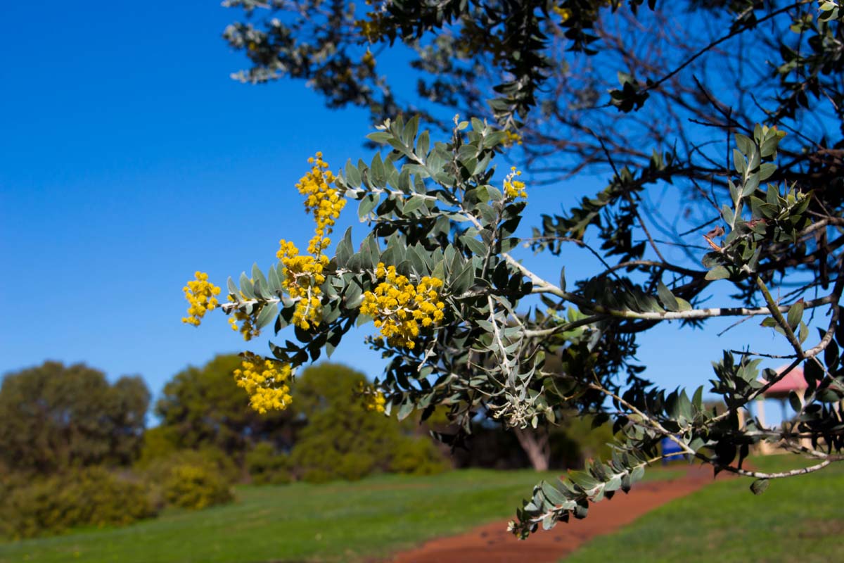 Respite Activities - Wattle Tree Support Services